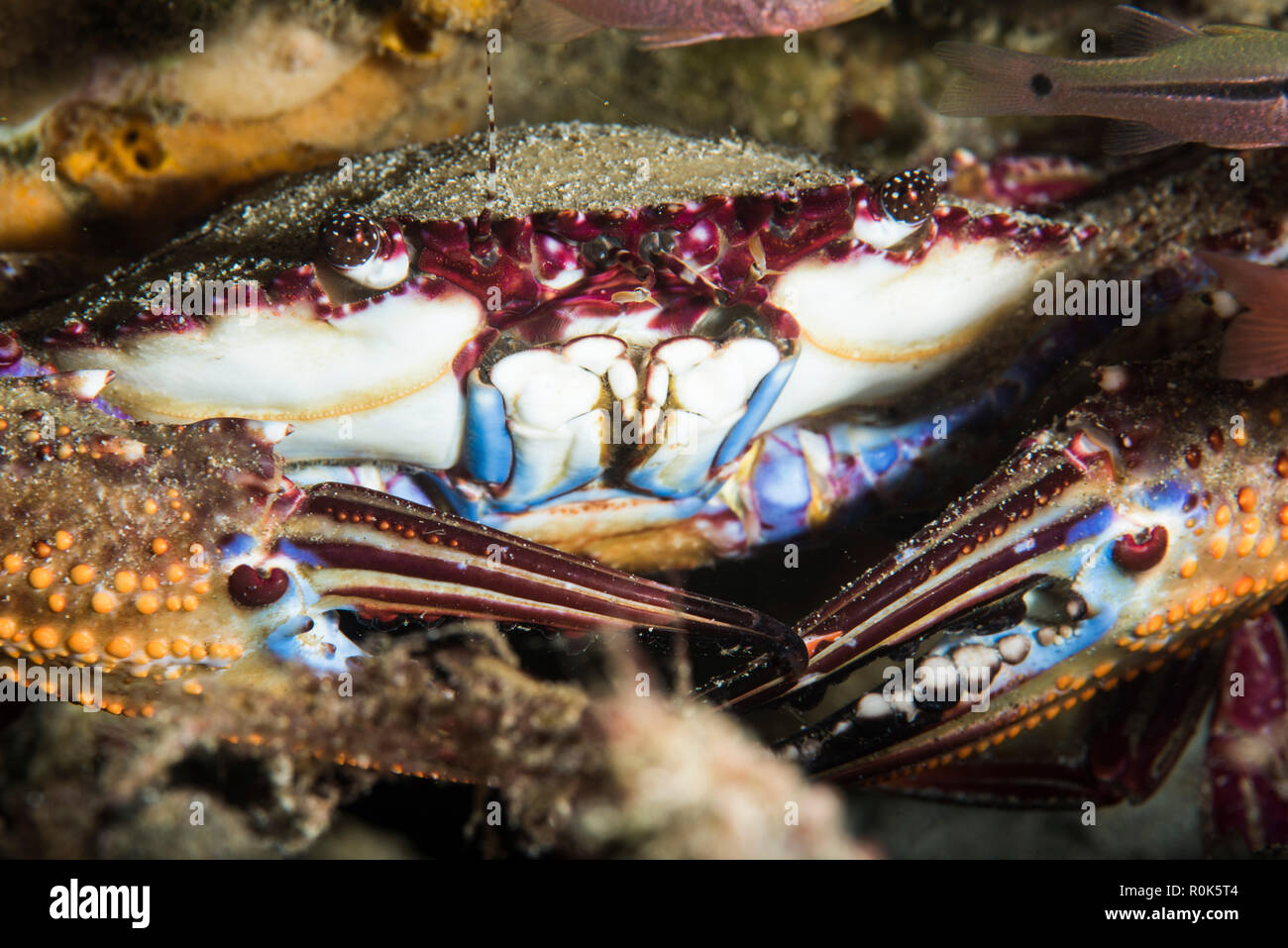 Crab, Anilao, Philippines Stock Photo - Alamy