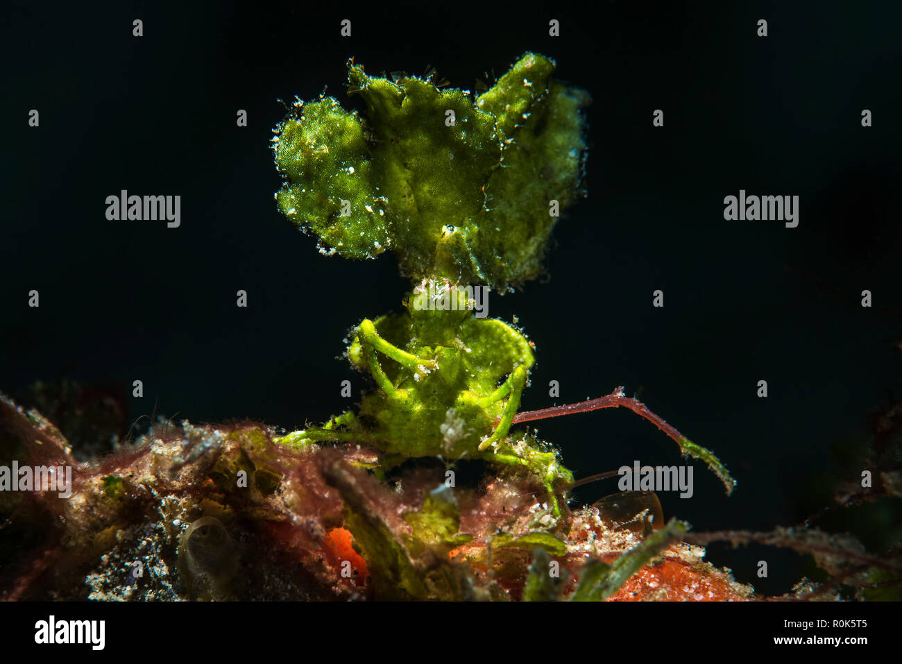 Halimeda algae hi-res stock photography and images - Alamy