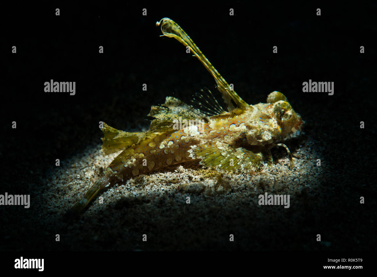 Dragonet fish hi-res stock photography and images - Alamy