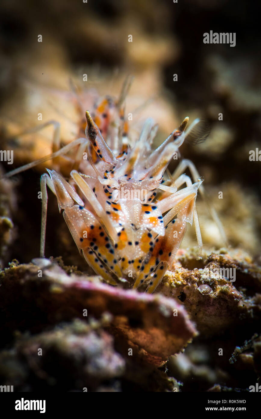 Tiger shrimp, Anilao, Philippines Stock Photo - Alamy