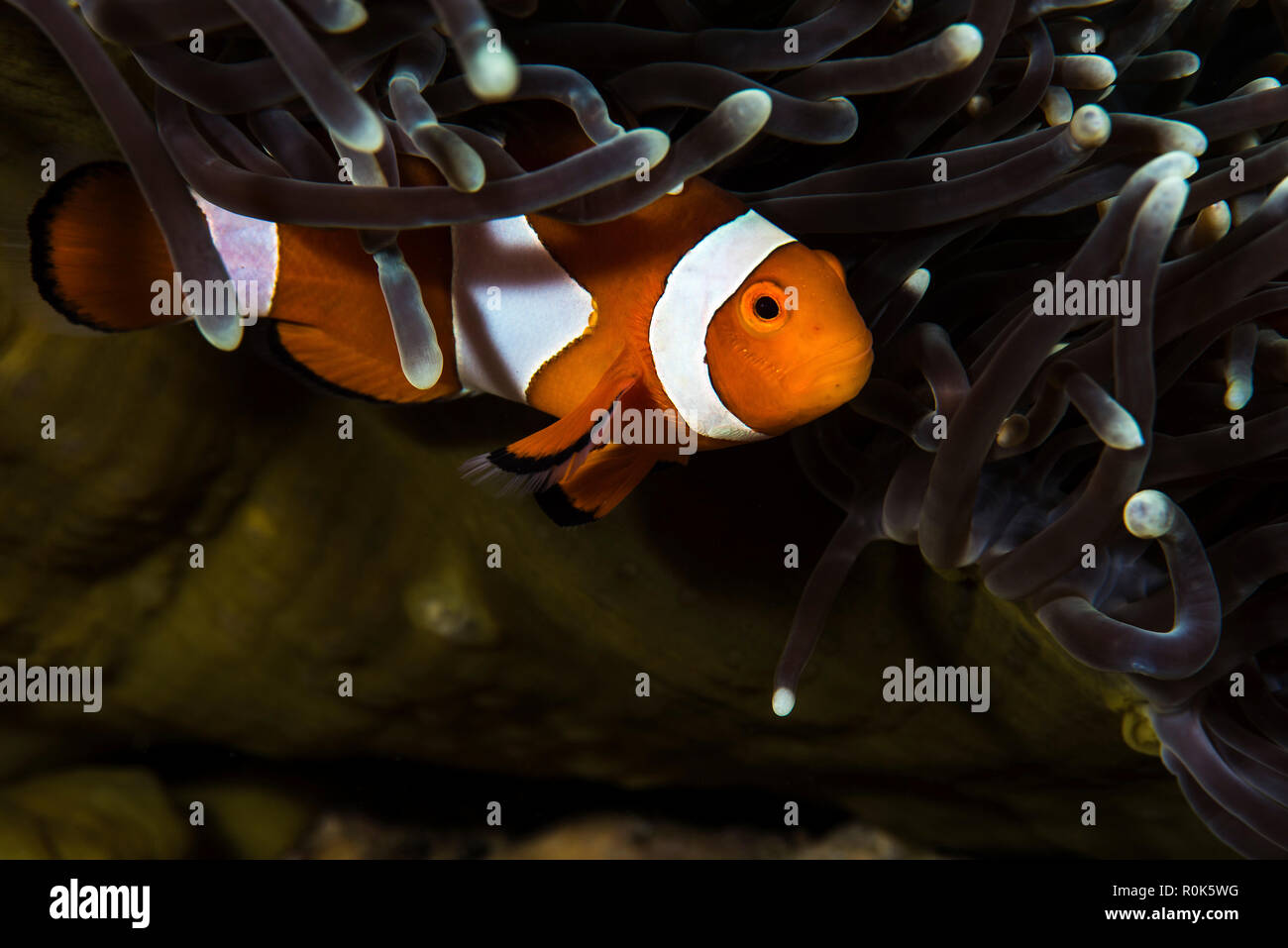 Clownfish anemonefish, Anilao, Philippines Stock Photo - Alamy