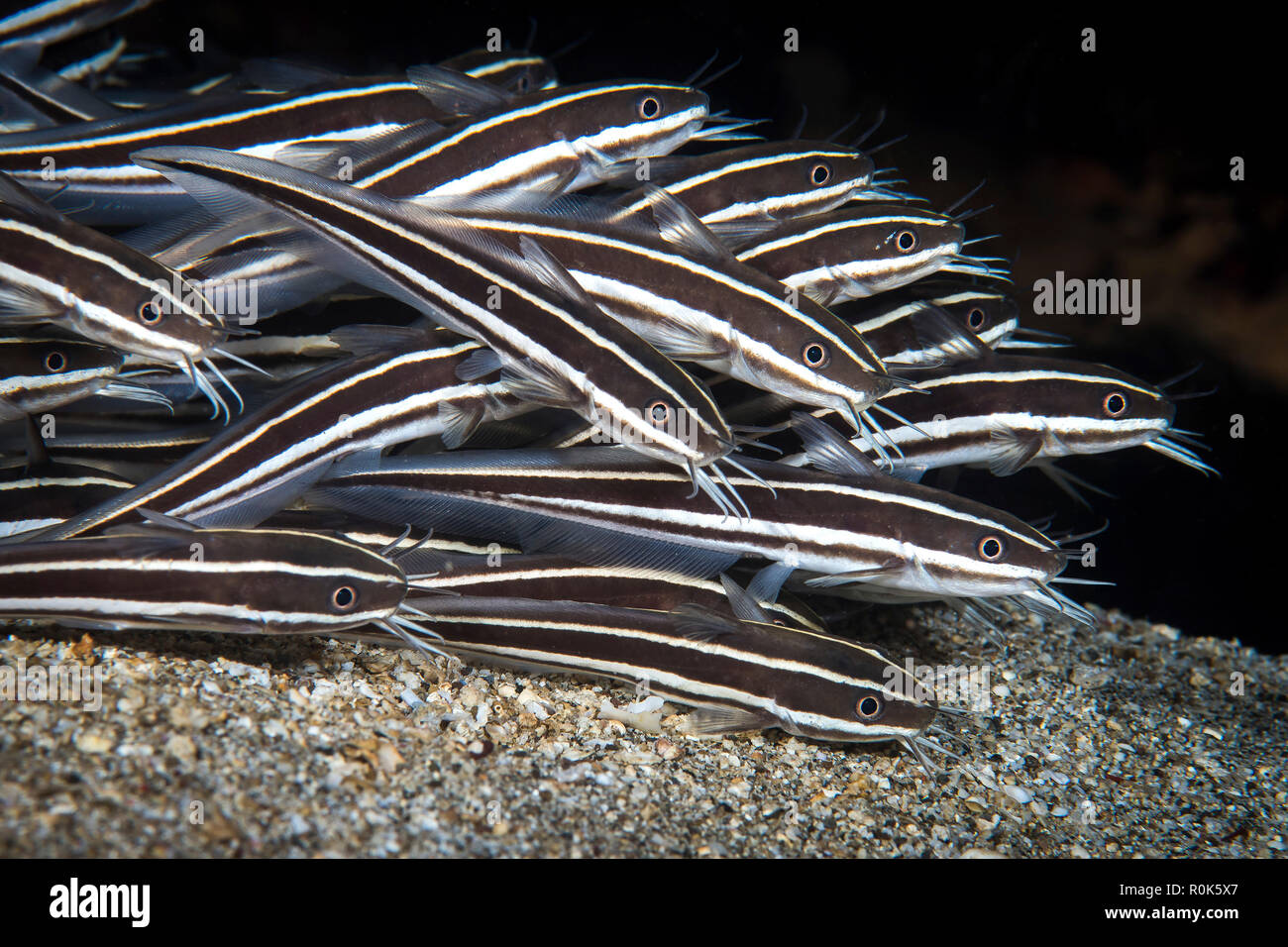 Striped catfish hi-res stock photography and images - Alamy