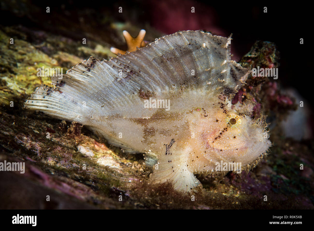 Leaf scorpionfish, Anilao, Philippines Stock Photo - Alamy
