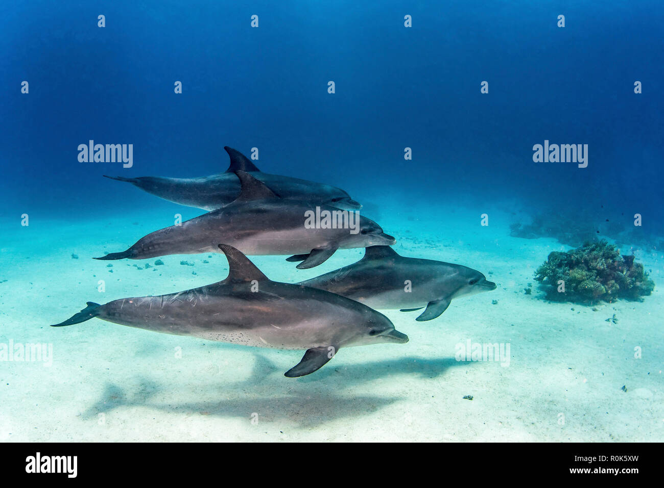 Dolphin pod horizontal hi-res stock photography and images - Alamy