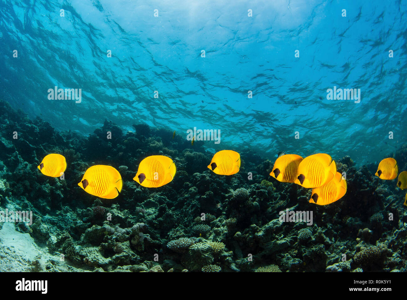 Masked fish hi-res stock photography and images - Alamy