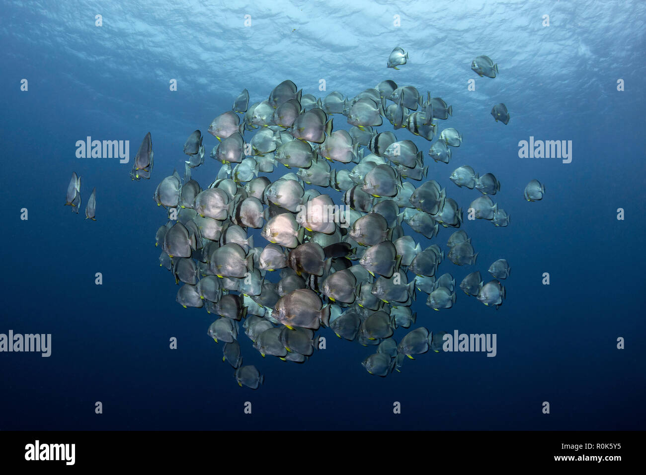 Large school of spadefish hi-res stock photography and images - Alamy