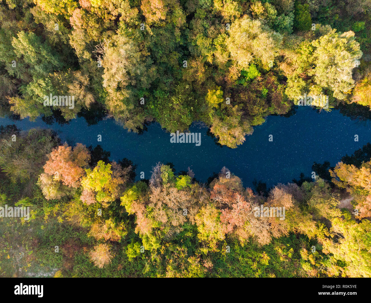 Blue river flow trough forest, top down aerial Stock Photo - Alamy