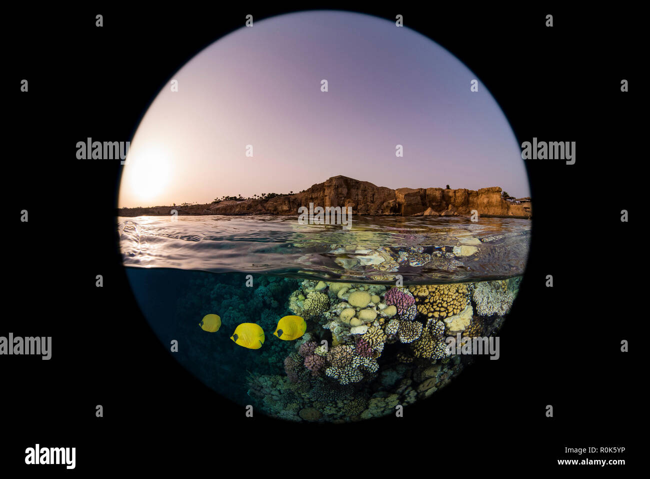 An over under split in the Red Sea Stock Photo - Alamy