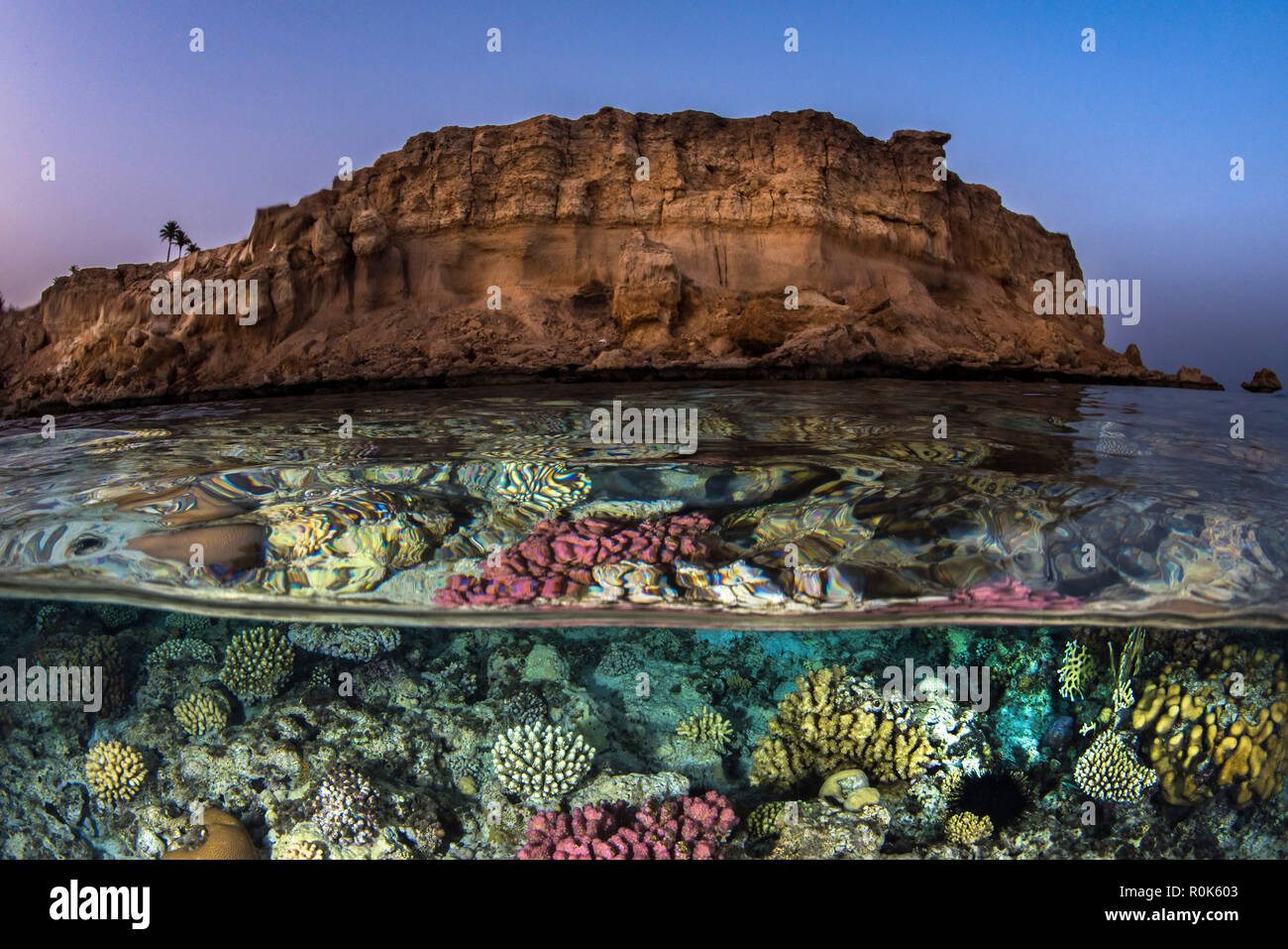 A beautiful coral reef sits just under the surface of the water near a ...