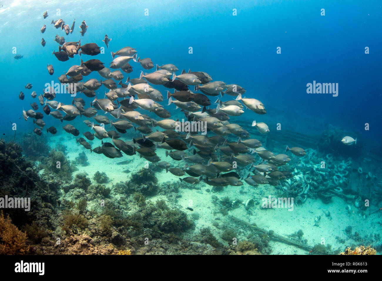 A school of unicorn fish swimming over Yolanda Reef, Red Sea Stock ...