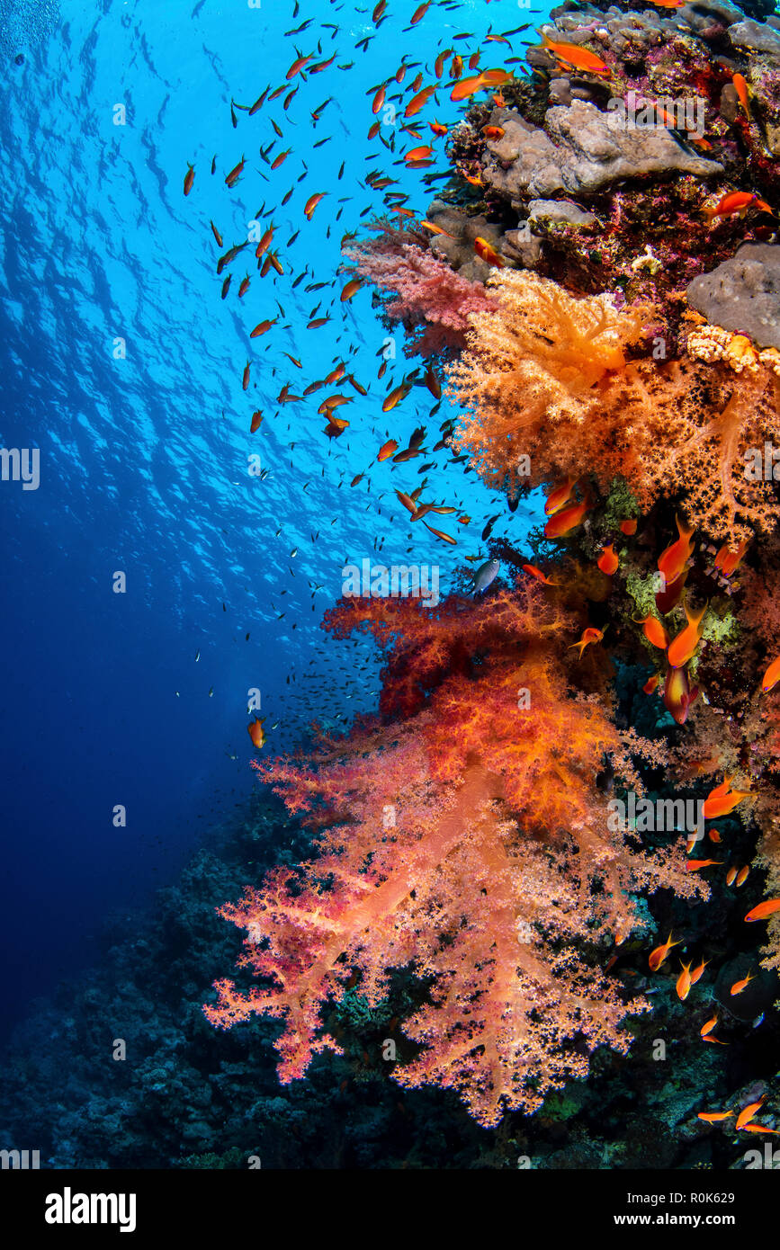 A coral covered wall in the Red Sea Stock Photo - Alamy
