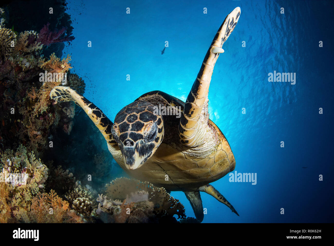 A hawksbill turtle appears to fly as it swims away from feeding on soft ...