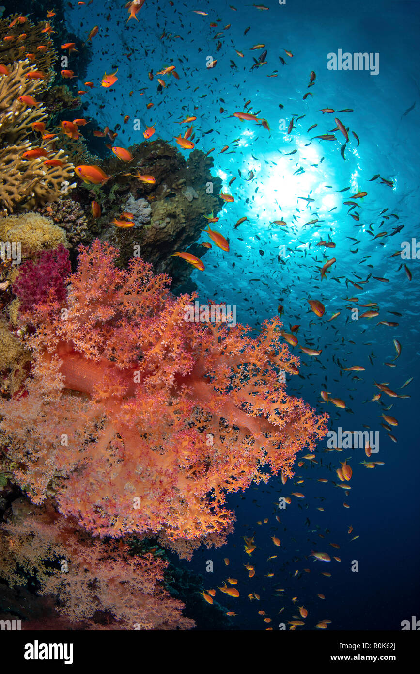 Soft coral and anthias fish on Jackson Reef in the Red Sea Stock Photo ...