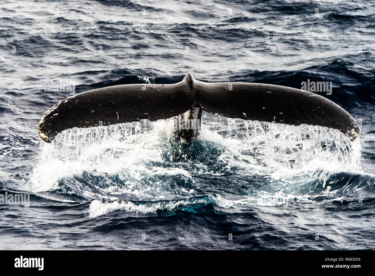 Humpback whale fluke hi-res stock photography and images - Alamy