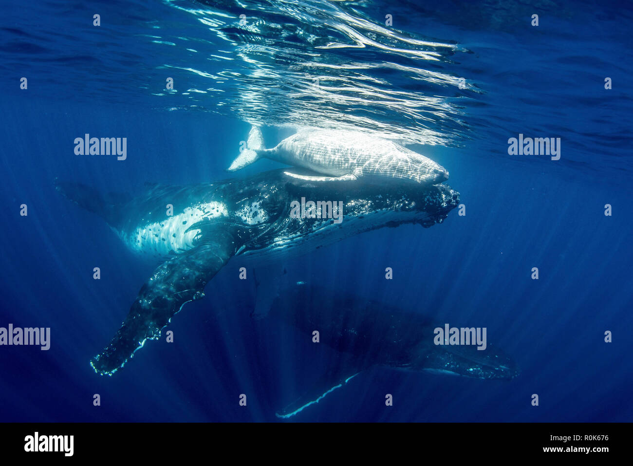 Baby swimming underwater hi-res stock photography and images - Alamy