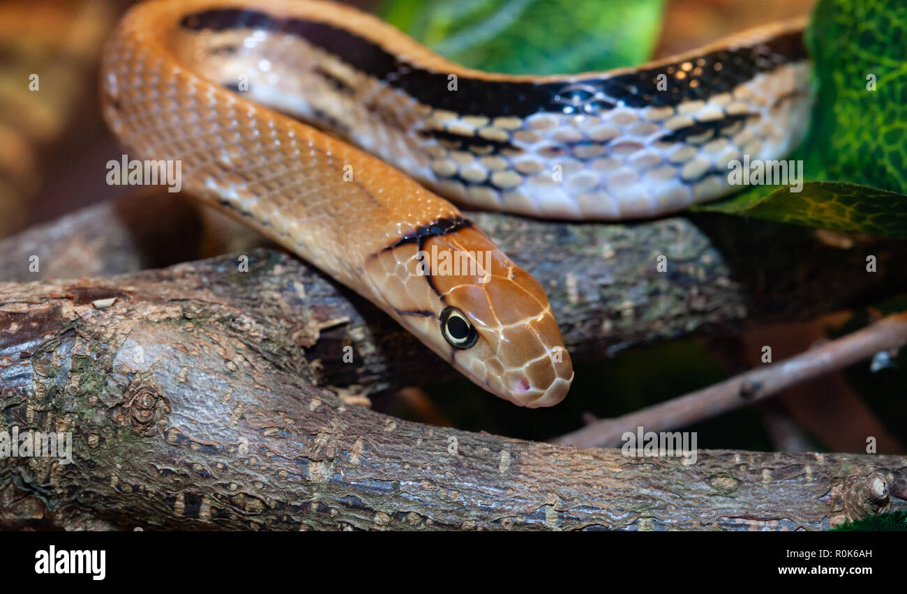 Indonesian jewelry snake or Coelognathus subradiatus. It is a genus of ...