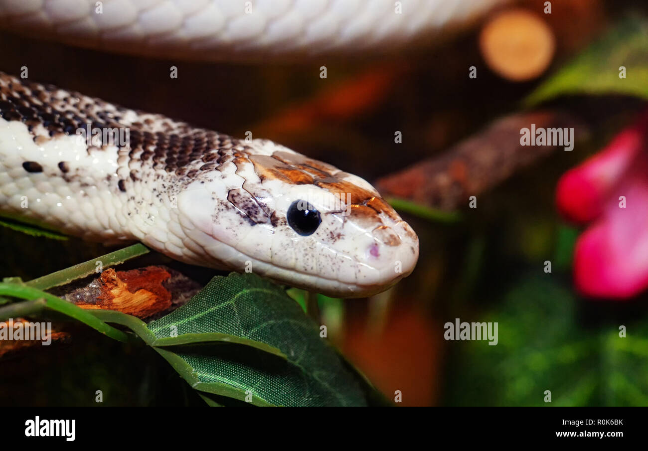 Slimy snake hi-res stock photography and images - Alamy
