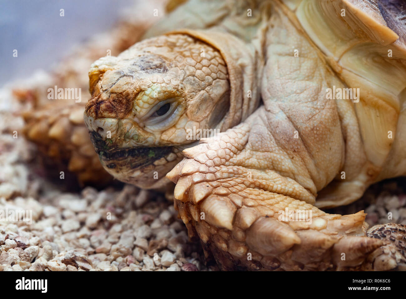 Geochelone species hi-res stock photography and images - Alamy