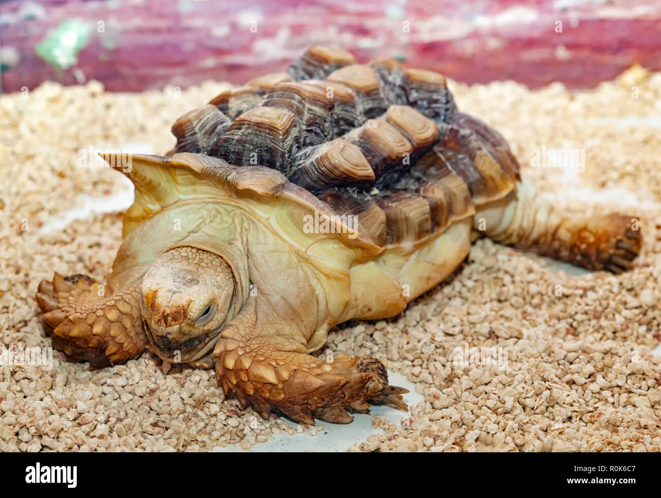 Sulcata tortoise hi-res stock photography and images - Alamy