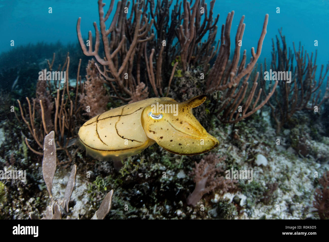 Yellow cuttlefish hi-res stock photography and images - Alamy