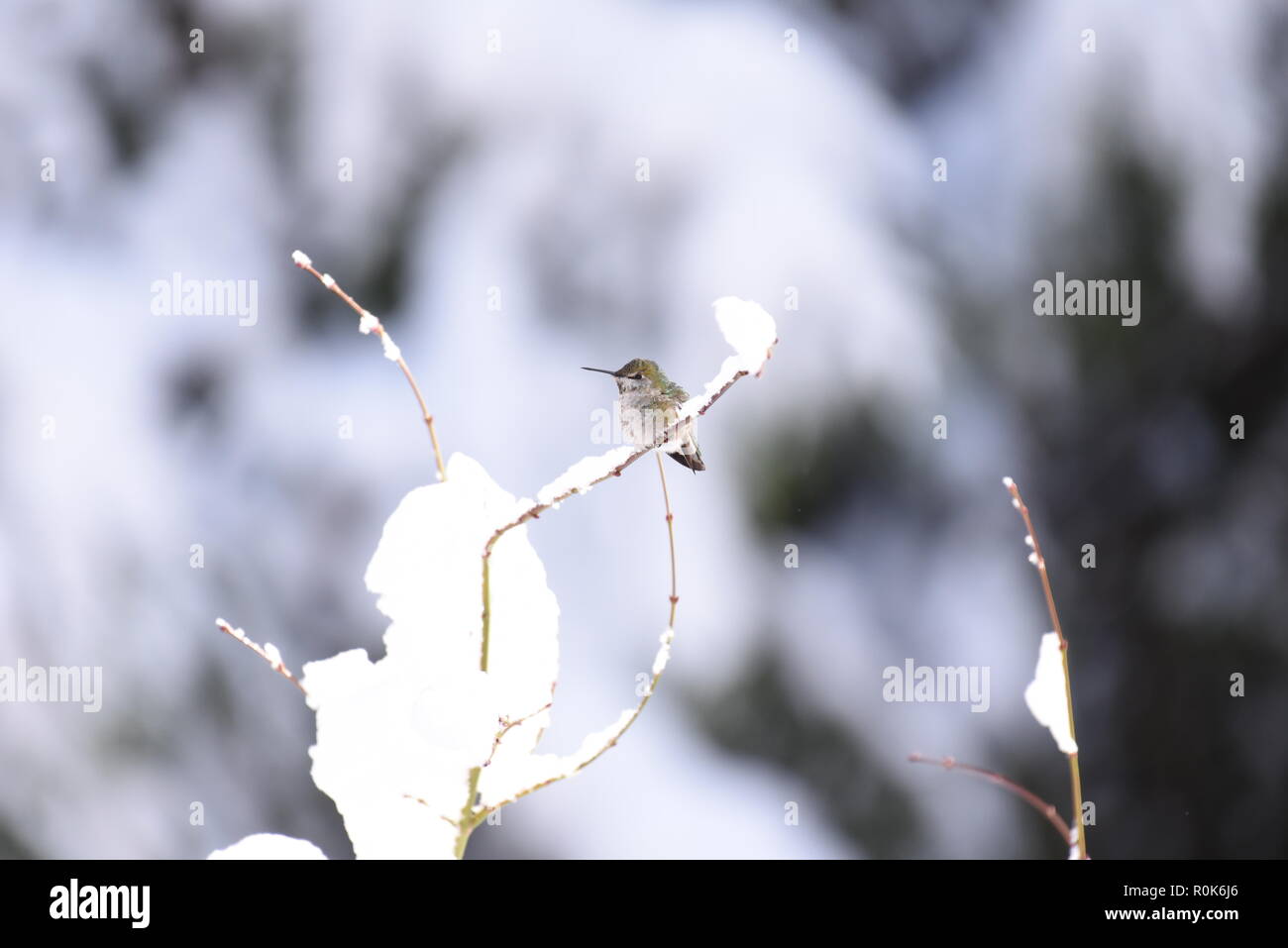 Anna's hummingbird snow hi-res stock photography and images - Alamy