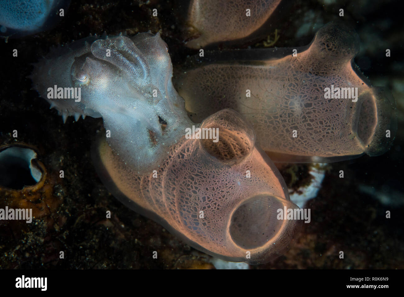 Baby Cuttlefish High Resolution Stock Photography and Images - Alamy