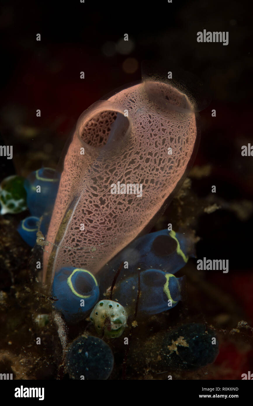 A colorful tunicate grows on the seafloor of Lembeh Strait, Indonesia ...