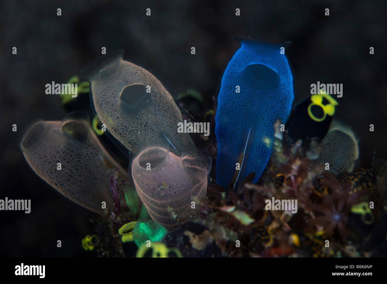 A colorful bouquet of tunicates grows on the seafloor of Lembeh Strait ...