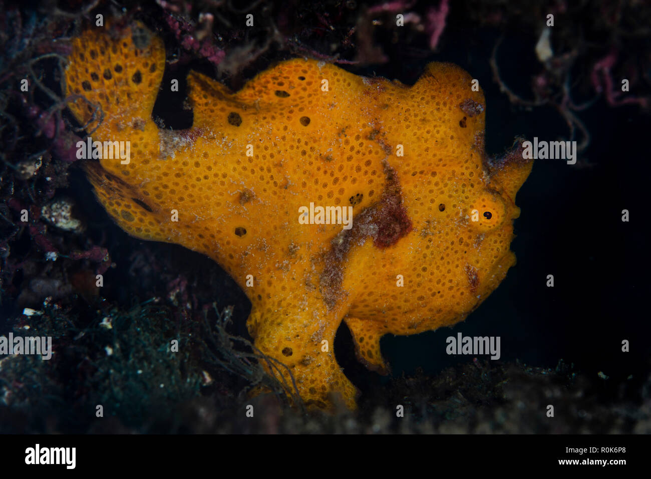 Painted angler fish hi-res stock photography and images - Alamy