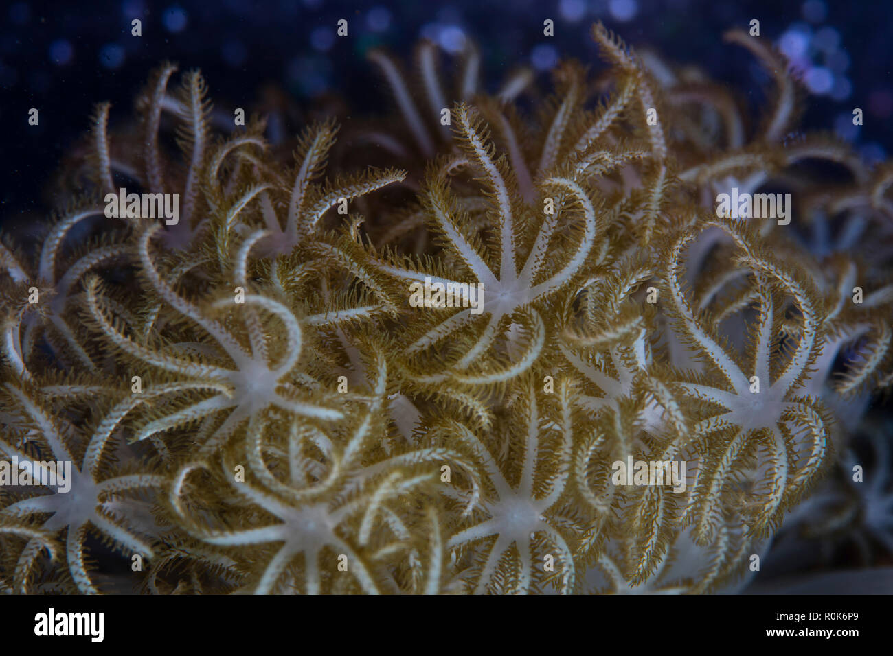 A soft coral colony (Xenia sp.) grows in Lembeh Strait, Indonesia Stock ...