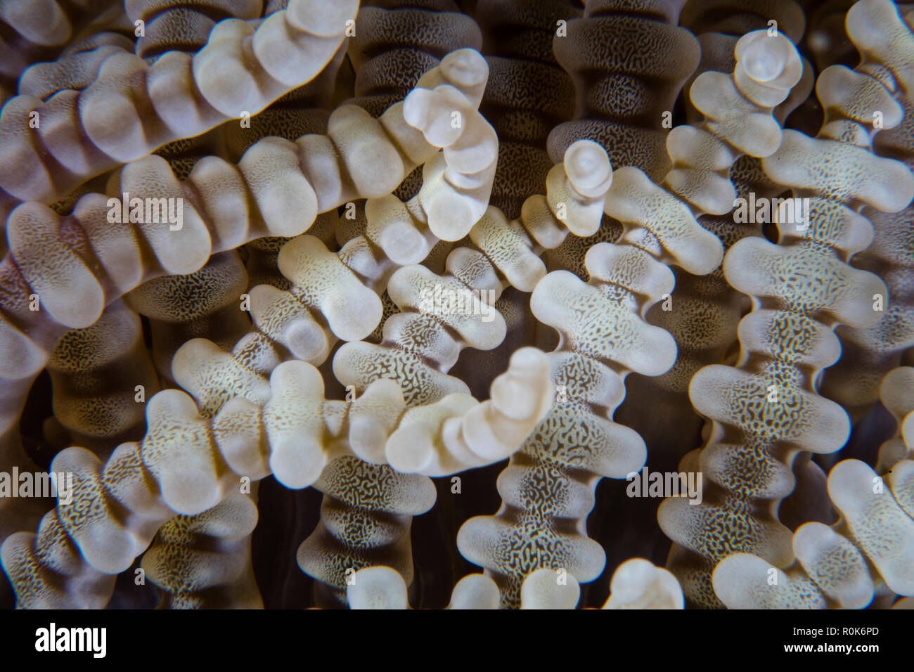 Detail of the tentacles of a beaded anemone in Lembeh Strait, Indonesia ...