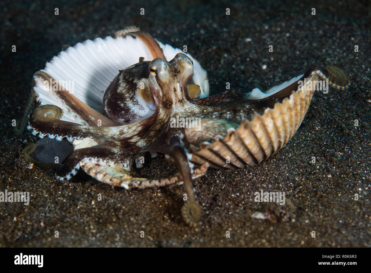 Underwater shells ocean floor hi-res stock photography and images - Alamy