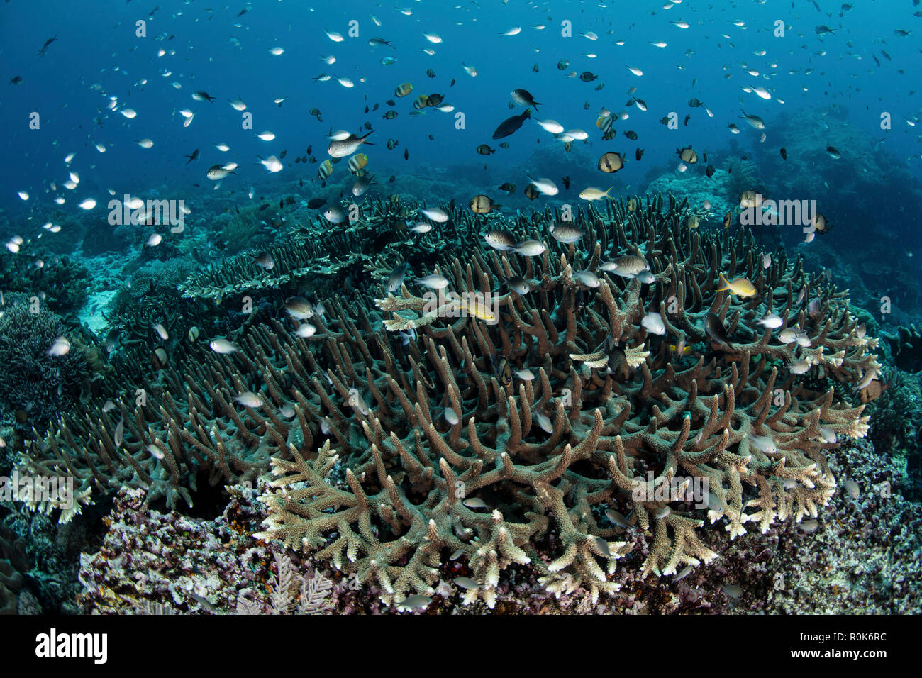 Banda neira hi-res stock photography and images - Alamy