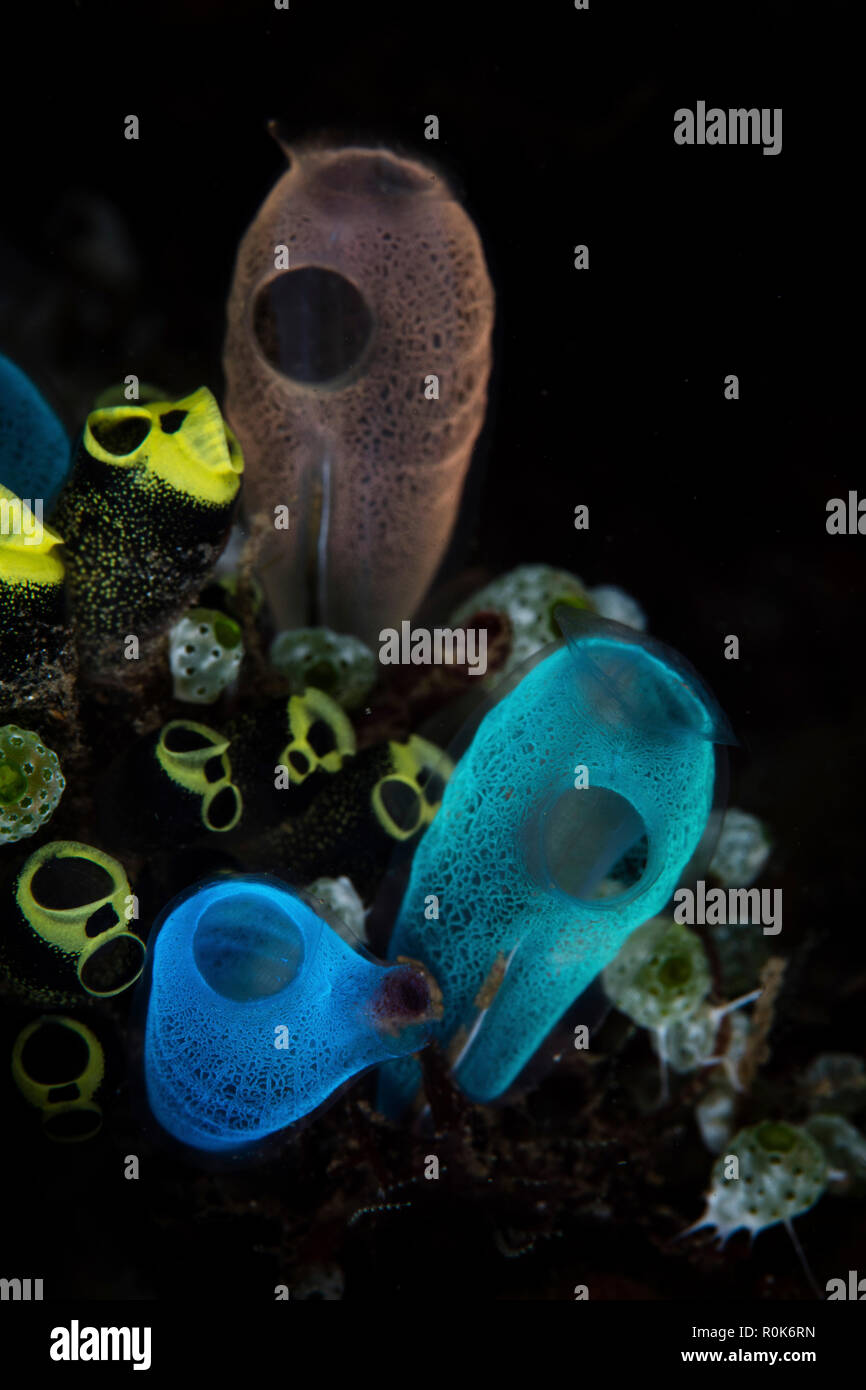 Black tunicates hi-res stock photography and images - Alamy