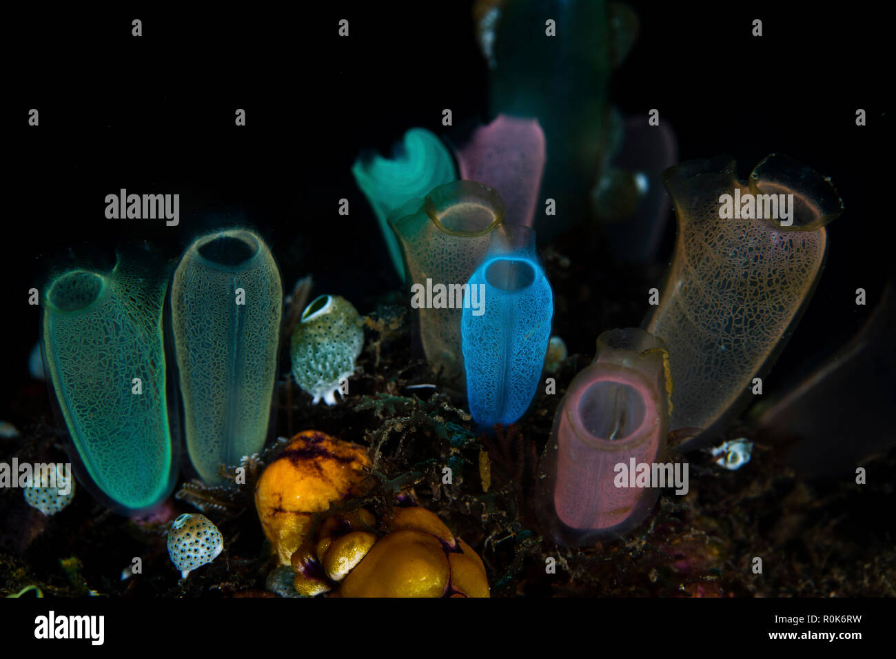 Black tunicates hi-res stock photography and images - Alamy