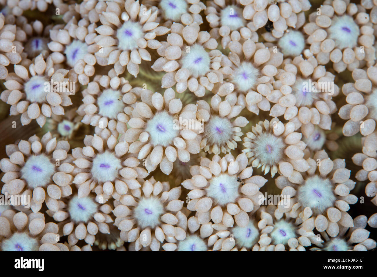Detail of the polyps of a Goniopora coral growing in Lembeh Strait ...