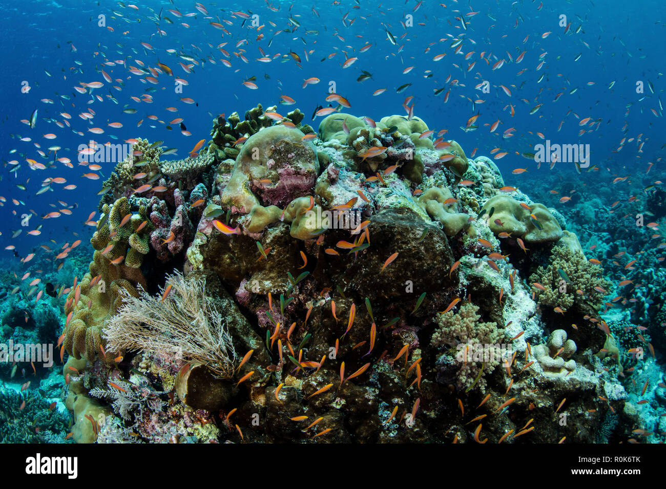 Colorful anthias fish swim above a beautiful reef in the Banda Sea ...