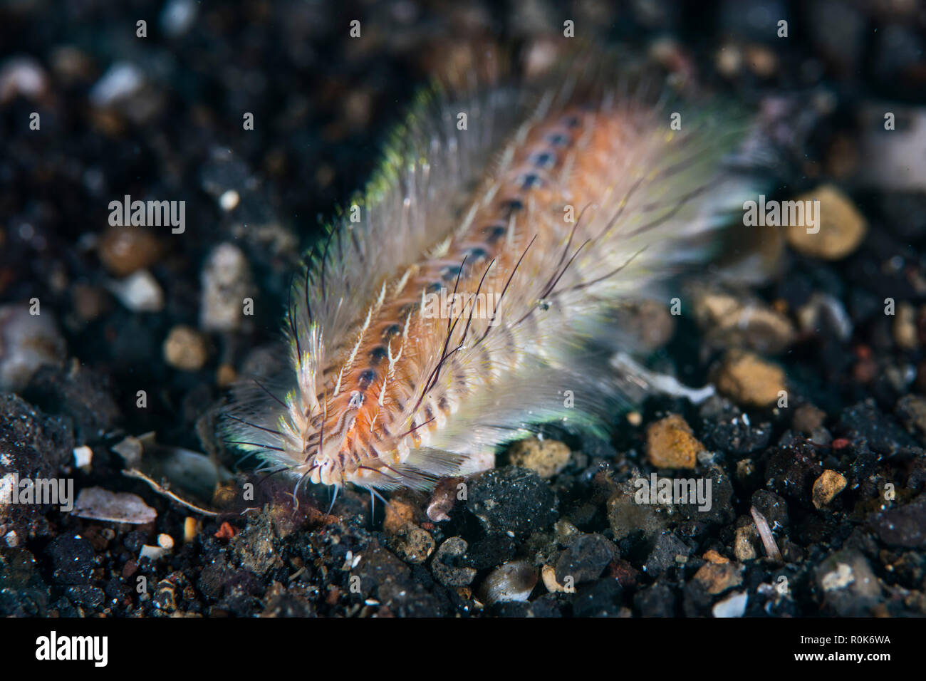 Annelid errantia hi-res stock photography and images - Alamy