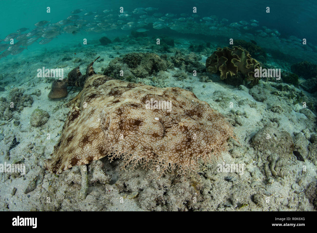 A well-camouflaged tasseled wobbegong shark lies on the sandy seafloor ...