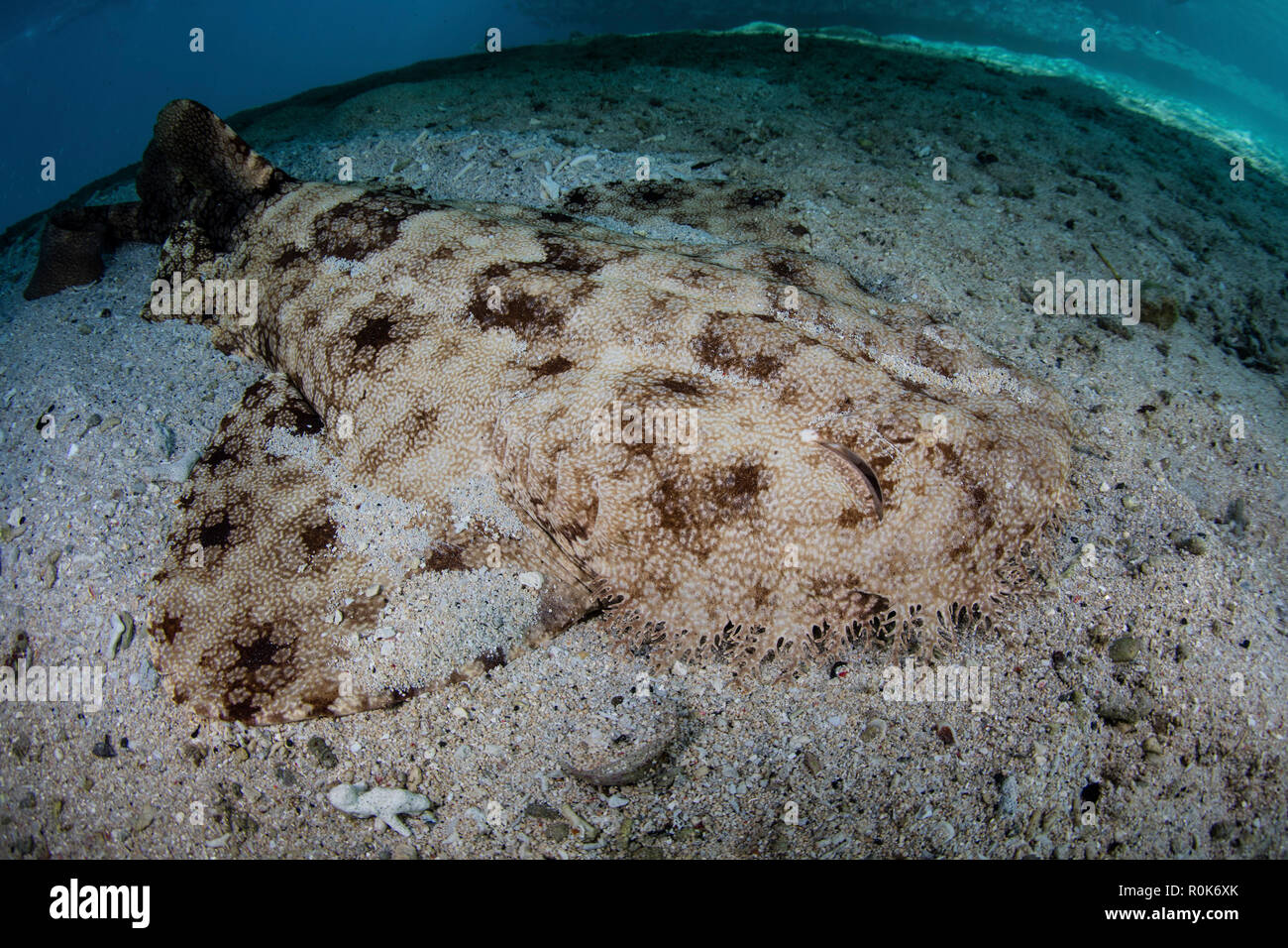A well-camouflaged tasseled wobbegong shark lies on the sandy seafloor ...
