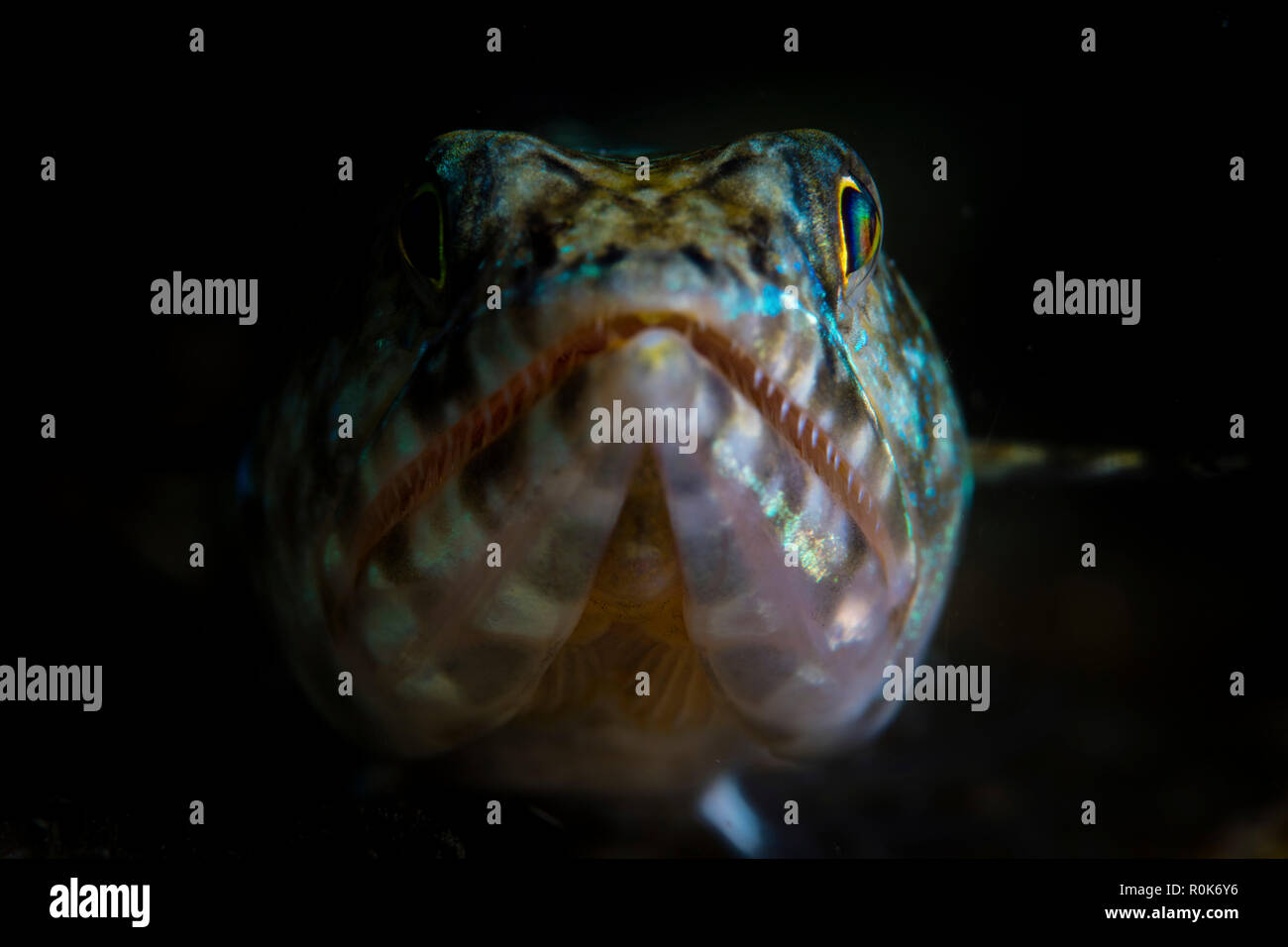 Lizardfish indonesia hi-res stock photography and images - Alamy