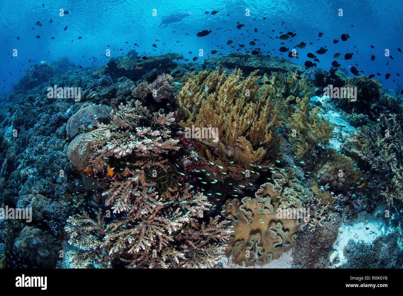 A beautiful coral reef thrives in Alor, Indonesia Stock Photo - Alamy