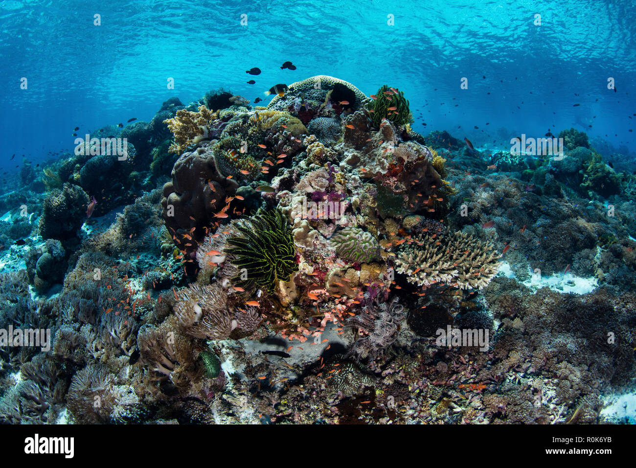 Aquatic life thrives hi-res stock photography and images - Alamy