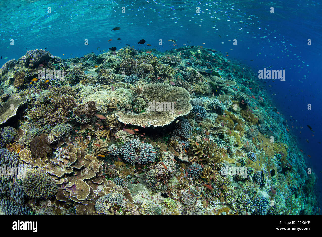A beautiful coral reef thrives in Alor, Indonesia Stock Photo - Alamy