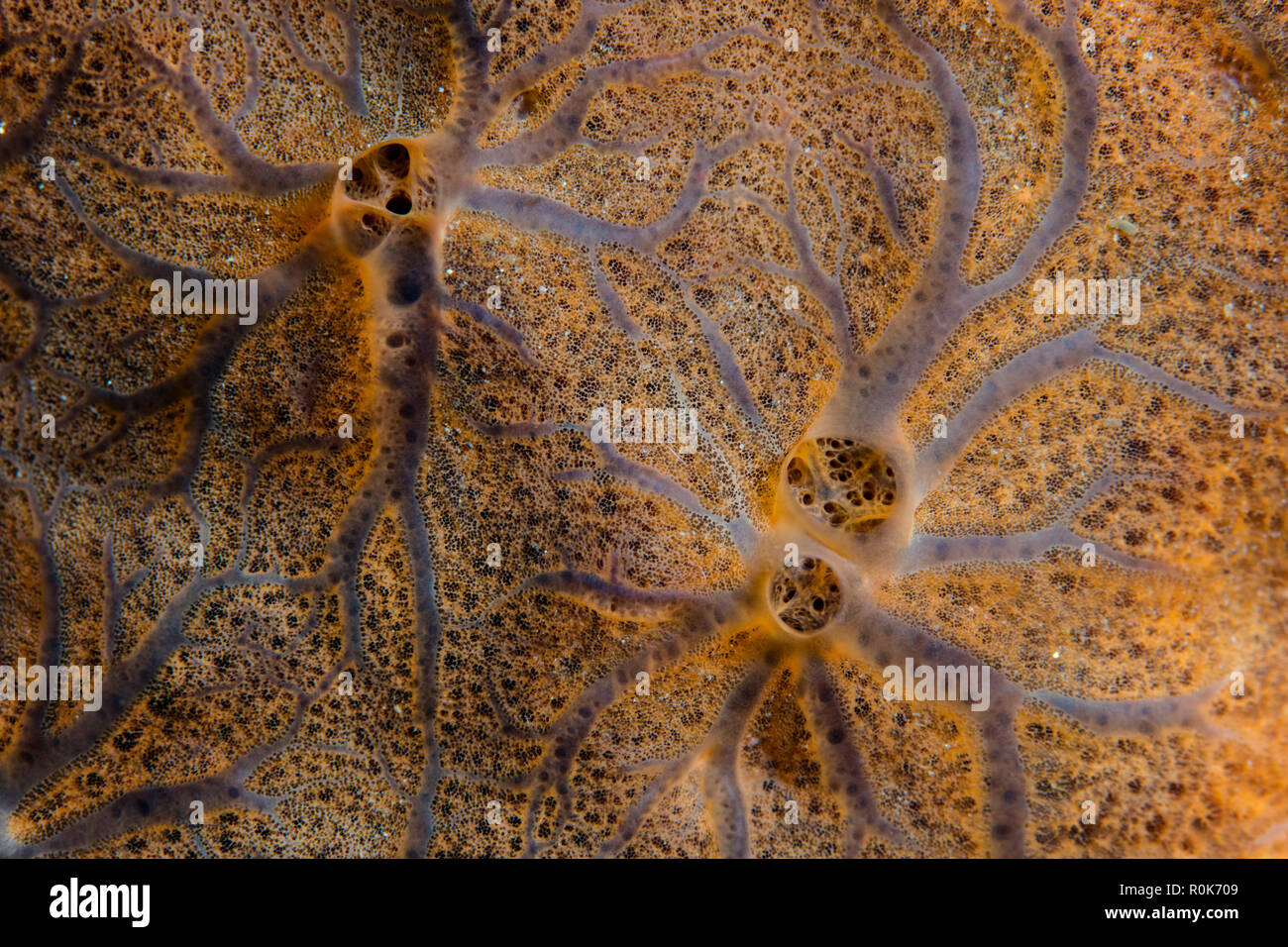 An encrusting sponge grows on a coral reef in Alor, Indonesia Stock ...
