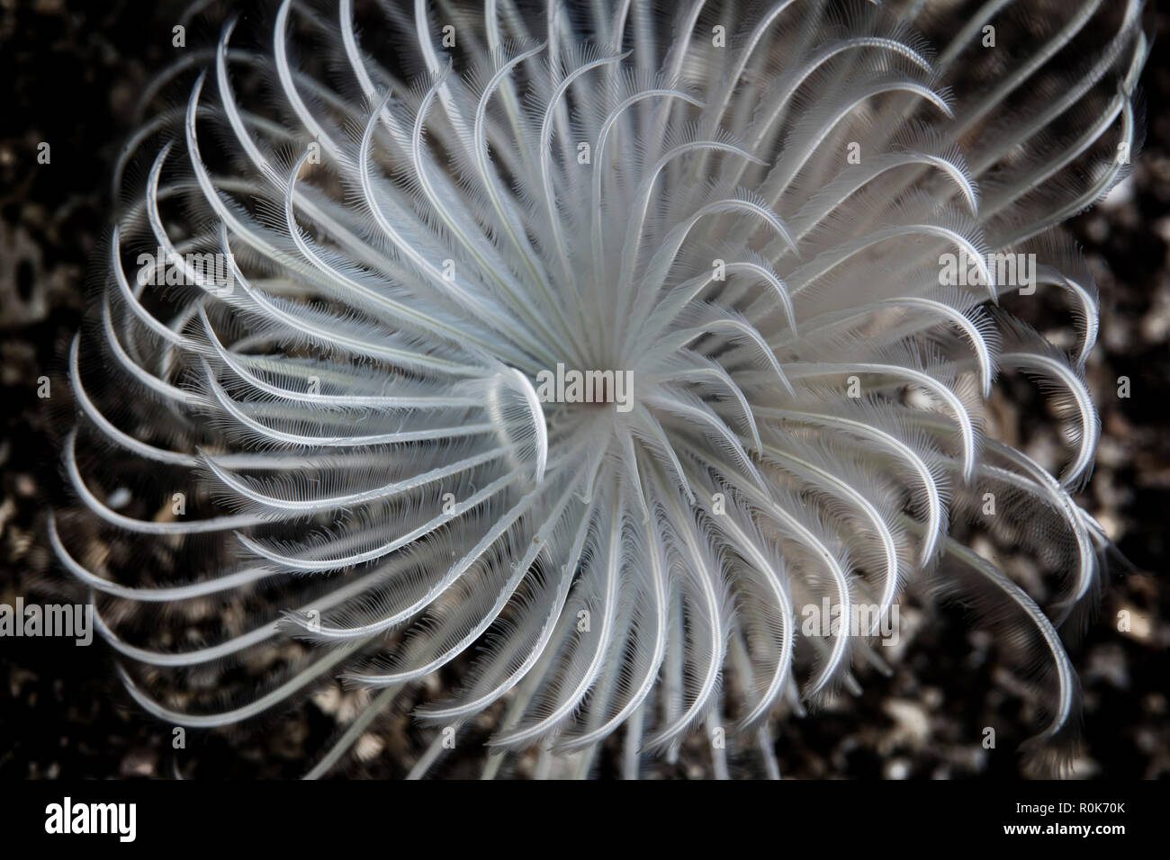 A beautiful white feather duster worm Stock Photo - Alamy