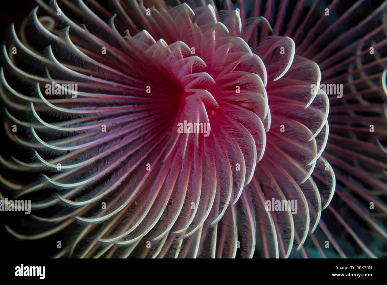 A beautiful feather duster worm Stock Photo - Alamy