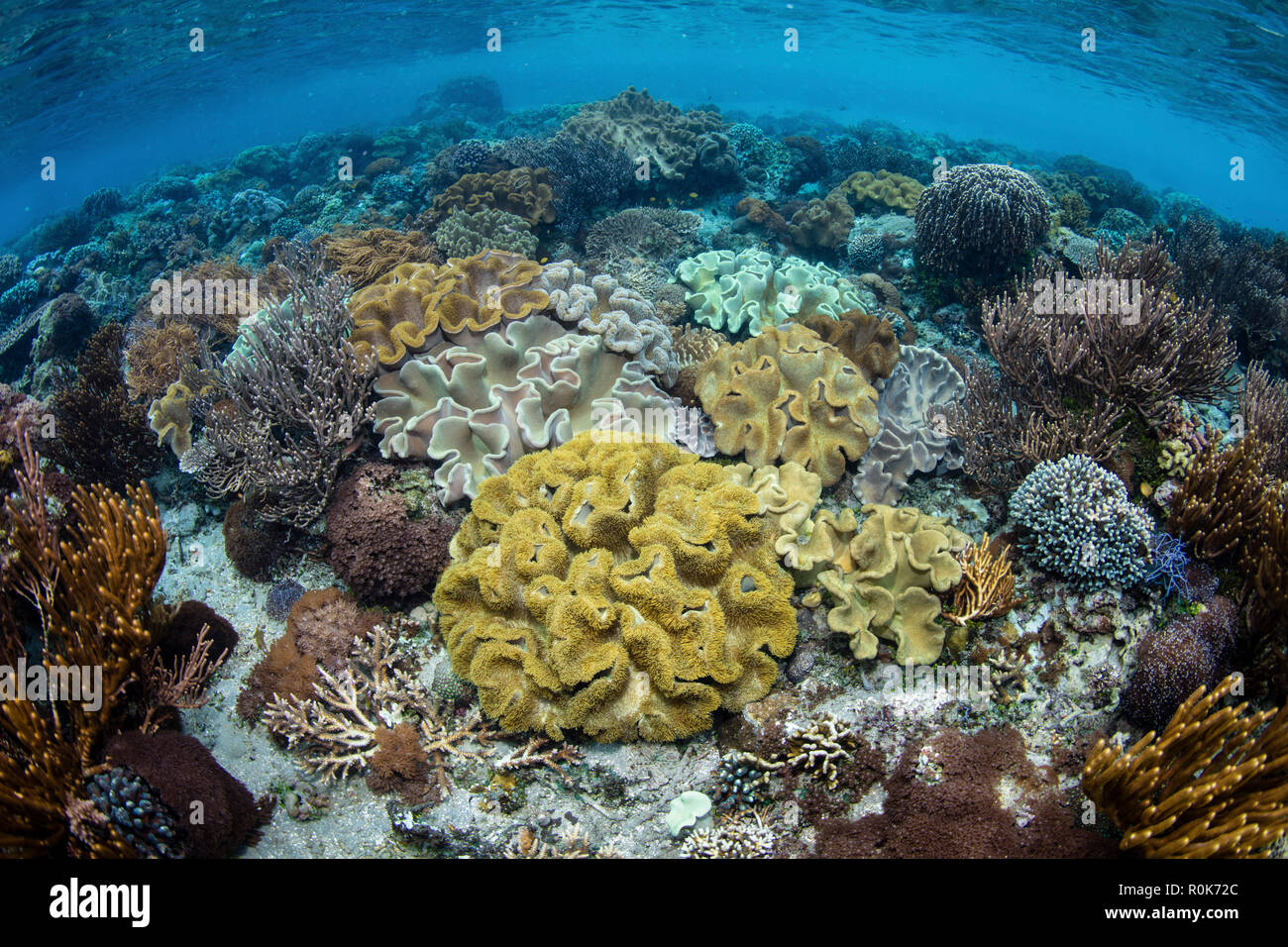 A beautiful coral reef thrives in the shallows of Alor, Indonesia Stock ...