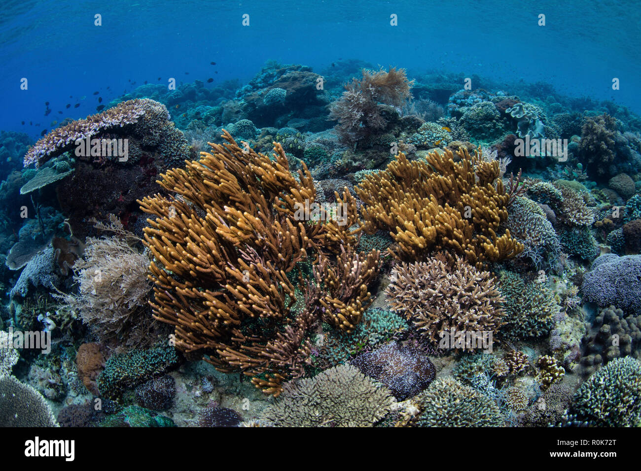 A beautiful coral reef thrives in the shallows of Alor, Indonesia Stock ...