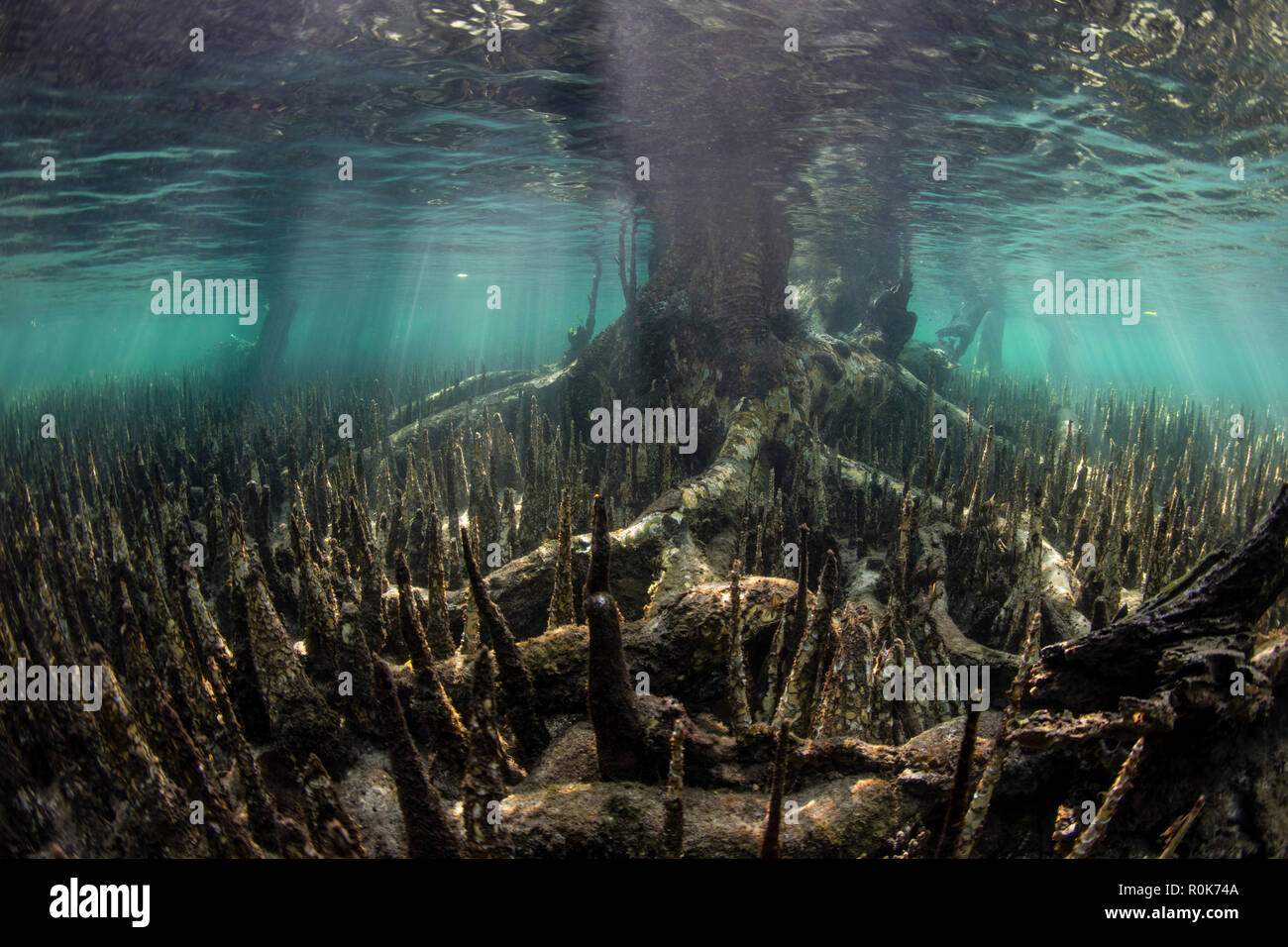 Mangrove canopy hi-res stock photography and images - Alamy